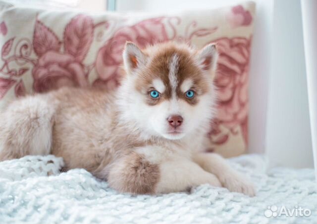 Девочка Рыжуля Голубоглазка