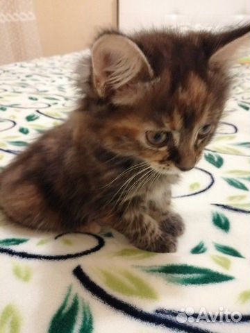 Курильский бобтейл