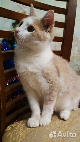 Котенок, 3 мес
