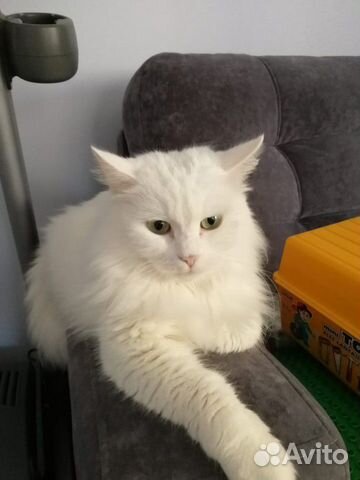 Ангорская кошка Снежинка 2года стерилизована,приви