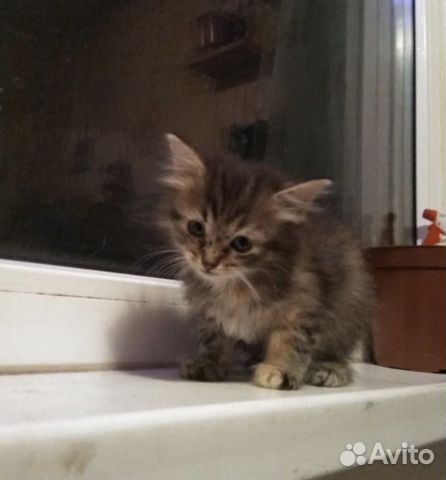 Два малыша ждут родителей