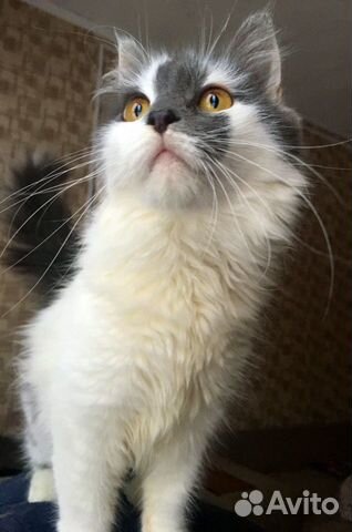 Котенок в добрые руки