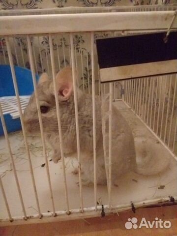 Шиншилла