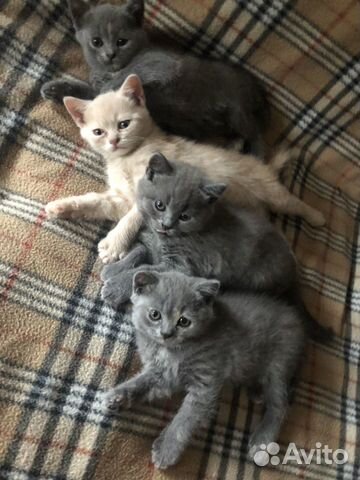 Антистрессовые котята ждут своих заботливых хозяев