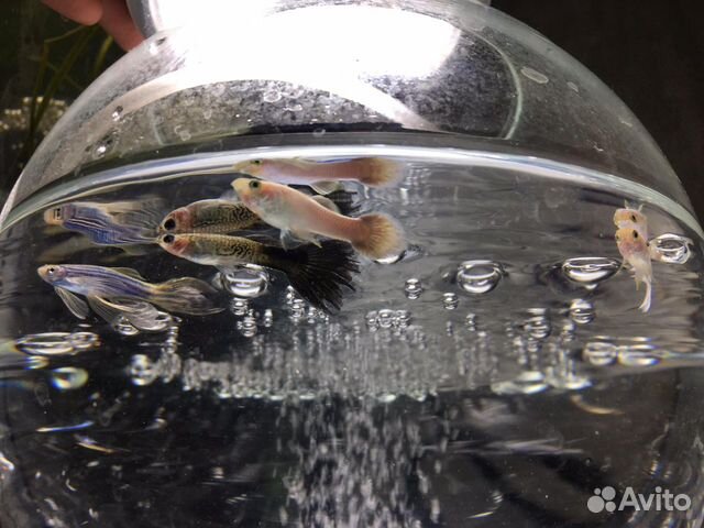 Рыбки гуппи и Данио бесплатно обмен