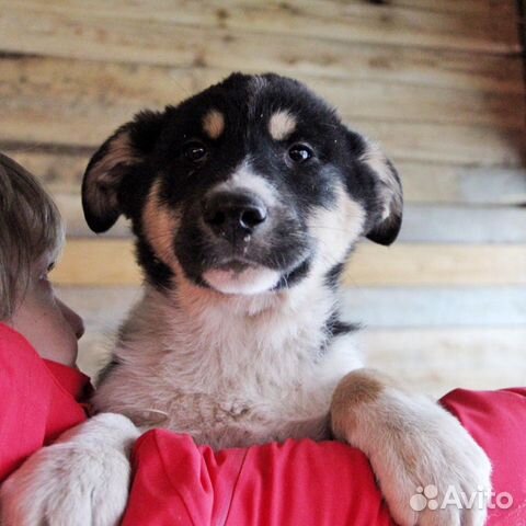 Щенок в добрые руки