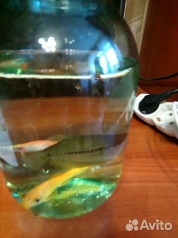 Рыбки в аквариум бесплатно