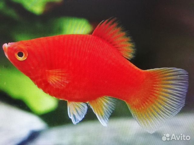 Отдам пецилию