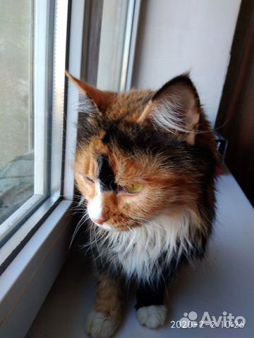 Кошка массажист