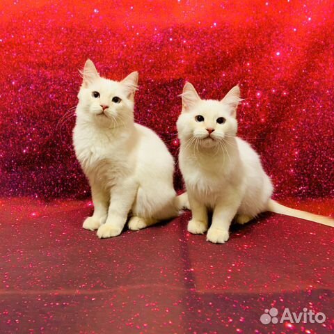 Невские маскарадные мальчики 3,5 месяца