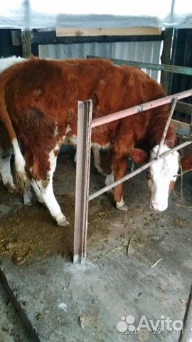 2 стельные коровы и 6 телят