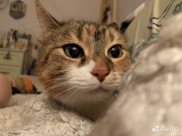 Отдам кошку в добрые руки