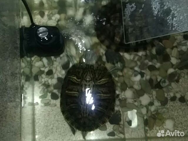 Красноухие черепахи