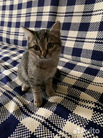 Кошечка