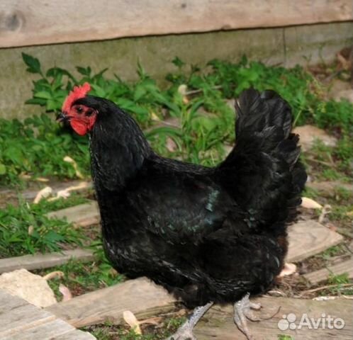 Курица несушка черная около года