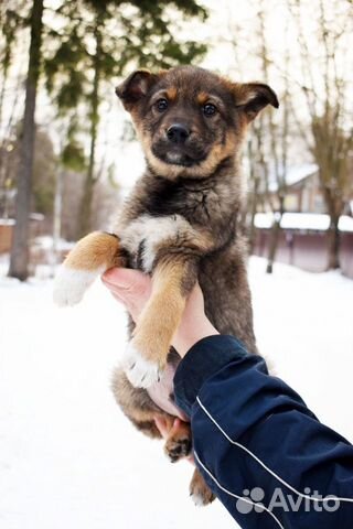 Щенок Симба 2 мес ищет дом