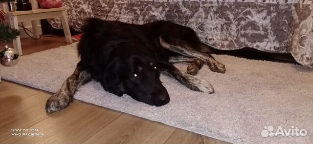 Ральф ищет дом