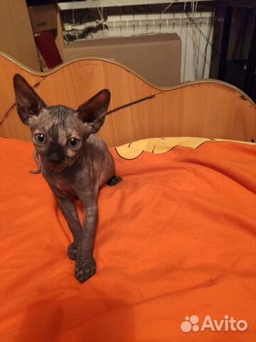 Канадский сфинкс