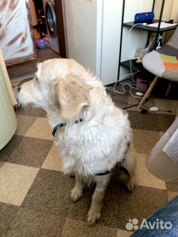 Найден ретривер девочка