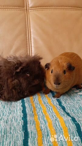 Морские свинки калифорния,тексель