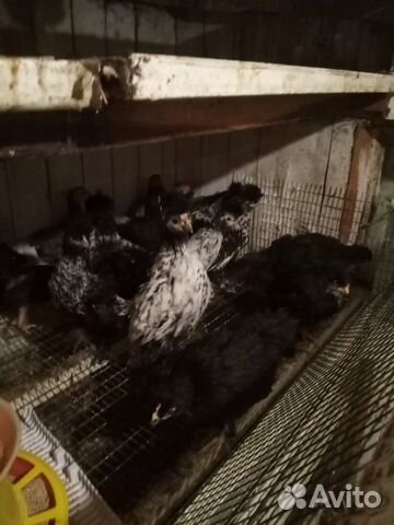 Цыплята Павловское серебро