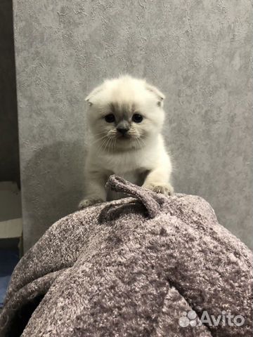 Чистокровный шотландский котёнок с редким окрасом