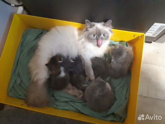 Котята метисы мама Невская маскарадная папа подлец