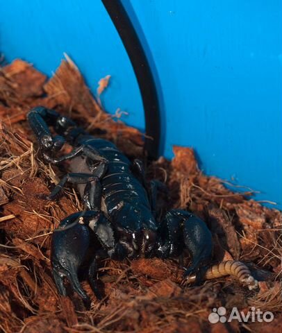 Азиатский лесной скорпион (Heterometrus spinifer)