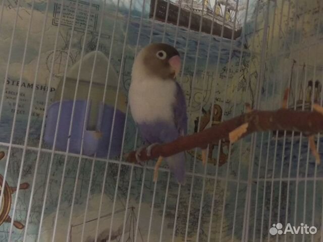 Масковый неразлучник, самка