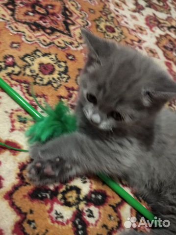 Котенок шотландец 2мес мальчик в дар