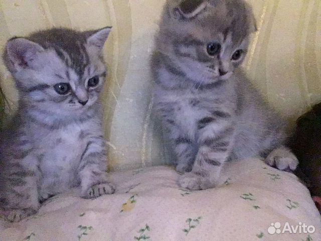 Продаются котята