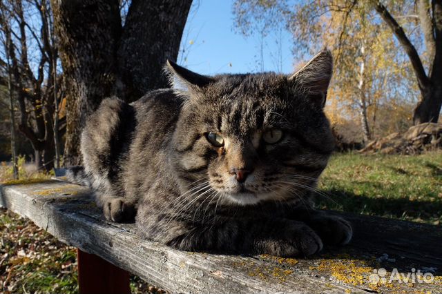 Ищу кошку для вязки своему коту