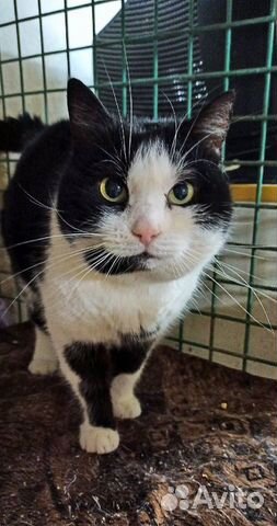 Очаровательная Дакота