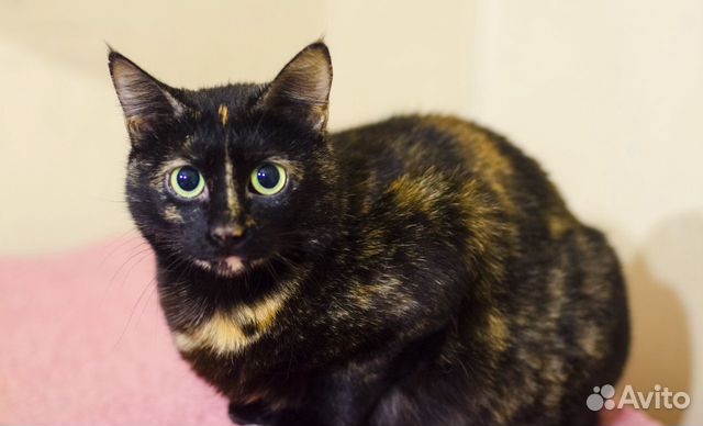 Кошка Жужу ищет дом