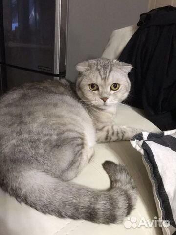 Шотландская