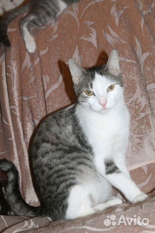 Кот в добрые руки