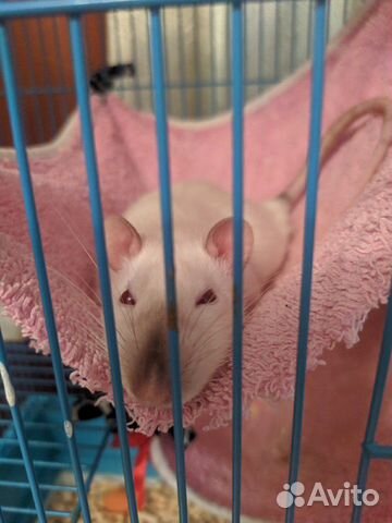 Отдам домашнюю крысу в добрые руки