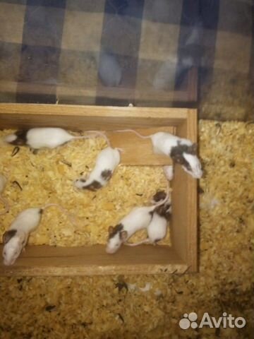 Мышь джунгарская