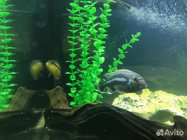 Меланохромис Ауратус. Цихлида