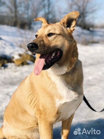 Собака Мальчик Егор