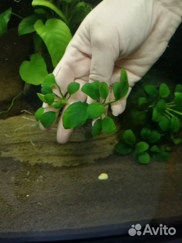 Анубиас нана