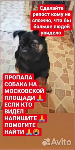 Собака