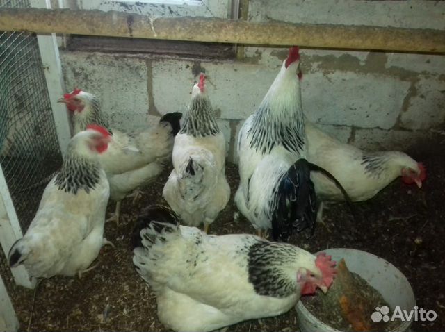 Цыплята адлерская серебристая