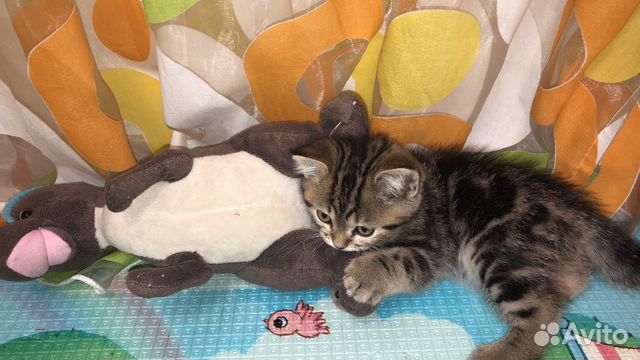 Котёнок (британец) 2 месяца