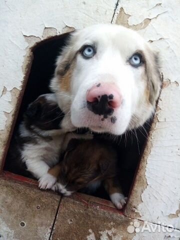 Щенки среднеазиатской овчарки