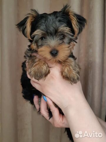 Йоркширский терьер