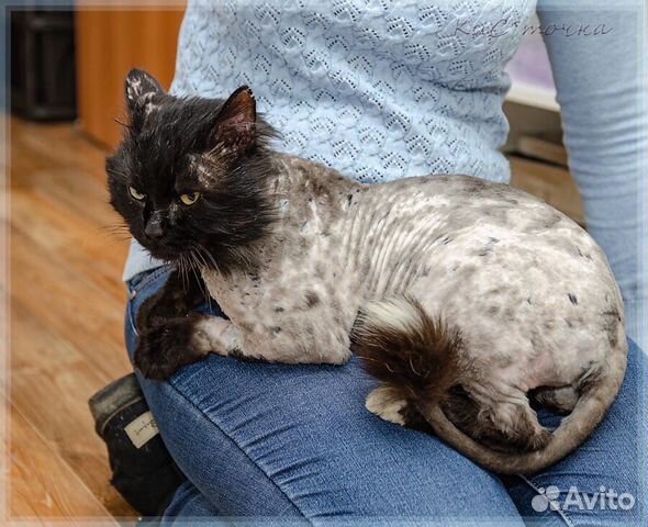 Петрович Кот вырванный из лап смерти