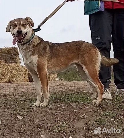 Девочка щенок похожа на Хаски