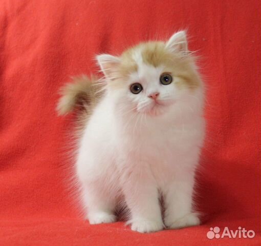 Ласковый малыш породы хайленд страйт