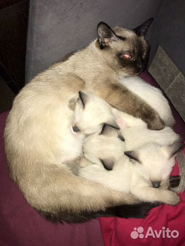 Сиамский Котенок кошечка